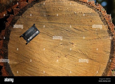 Electronic Chip Is On The Bad Wood Log Piled Cut Tree Oak Trunks For Timber Trade On The Forest