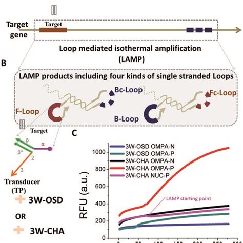 Coupling 3w Osd Or 3w Cha To Isothermal Gene Detection A Scheme Of