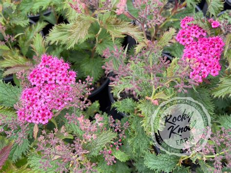 Spiraea Dolchica Rocky Knoll Farm