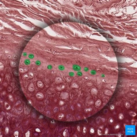 Cartilage Anatomy Histology Types And Functions Kenhub