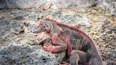 Tiny Hatchlings Big Hope A New Generation Of Pink Iguanas