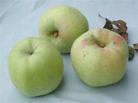 Apple Trees The Urban Orchardist