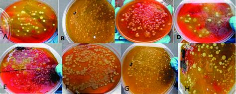 A Biochemical Identification Of Bacterial Strains Bacterial Colonies Download Scientific