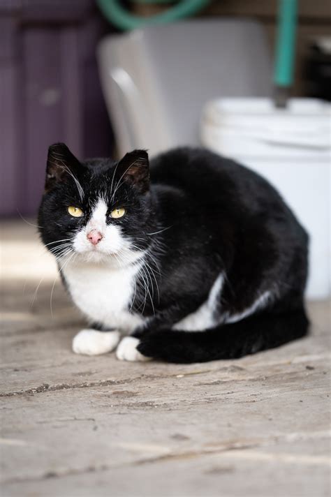 The Secret Life Of Barn Kitty