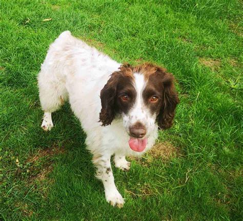 Deaks 5 Year Old Male English Springer Spaniel Available For Adoption