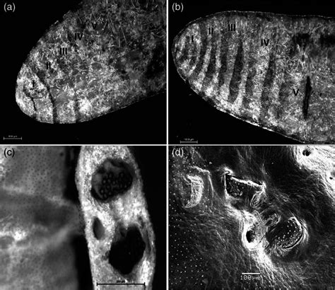 Identification Of Hypoderma Actaeon Diptera Oestridae In Red Deer