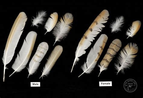 Owl Feathers