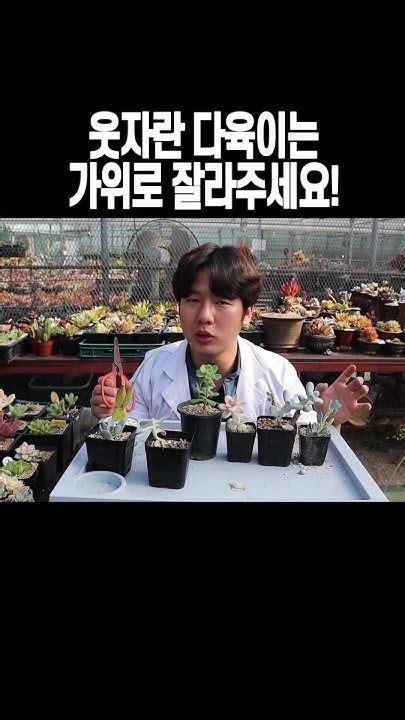 웃자란 다육이 해결방법 다육 식물 식물