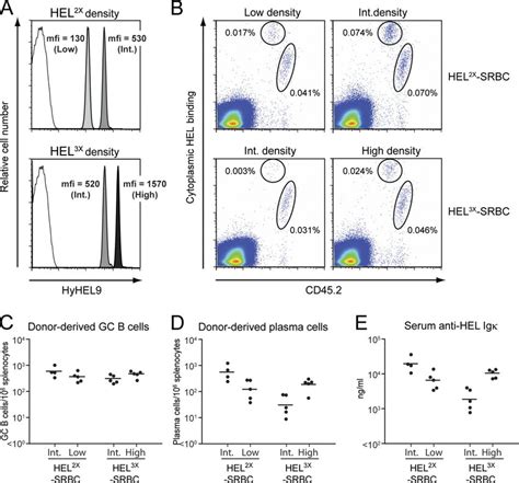 Epitope Density Also Controls The Extrafollicular Plasma Cell Response Download Scientific