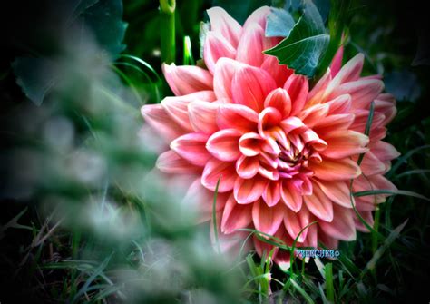 Floweringgrass By Preecher