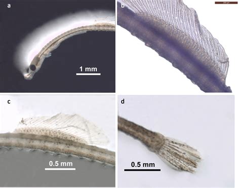 A Head With Snout Of Larval H Spicifer B Larval Dorsal Fin With Fin