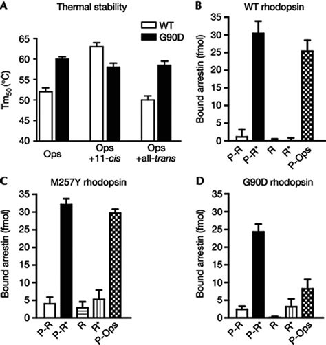 Insights Into Congenital Stationary Night Blindness Based On The