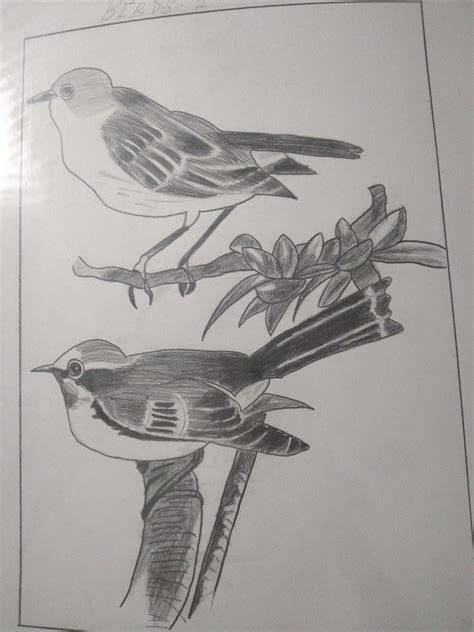 Original Graphite Nuthatch Drawing By Kerry Jane Nuthatch Drawing
