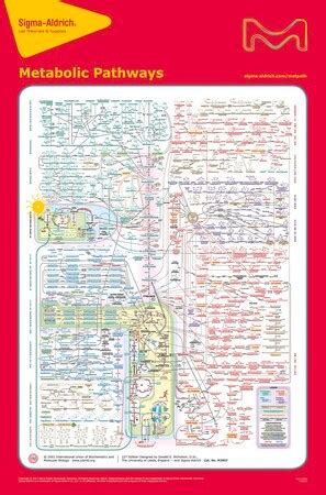 Biology Charts And Posters Biology Charts Human Metabolic Pathways