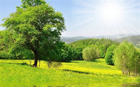 10 Trees Hd Wallpapers Fotos De Cascadas Paisajes Soleados Rios De