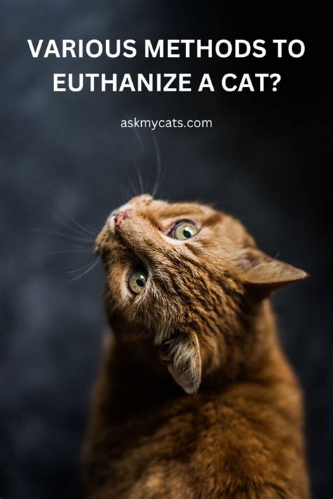 What Are The Different Methods Of Cat Euthanasia