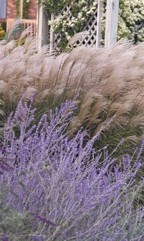 Miscanthus Sinensis Huron Sunrise Maiden Grass Garden Center Marketing