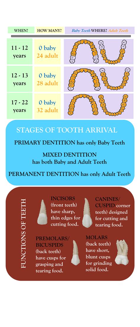 Tooth Arrival Chart Download Printable Pdf Templateroller