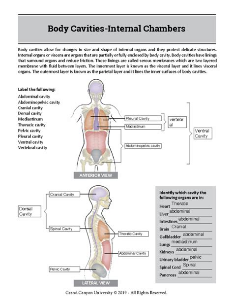 Abdominal Cavity Anatomy And Physiology Worksheet