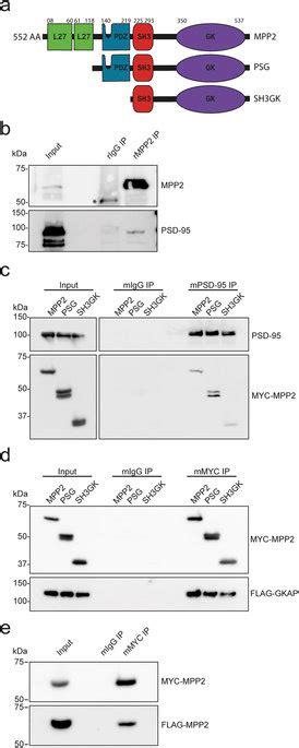 Mpp2 Interacts With The Postsynaptic Density Proteins Psd 95 And Gkap