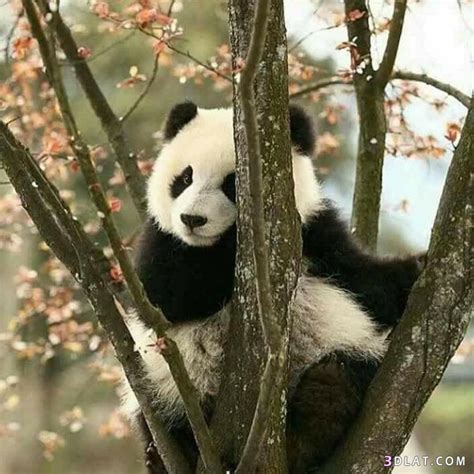 كائن الباندا ♥ ♥mnoon♥