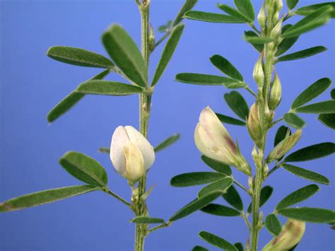 Lespedeza Cuneata Fabaceae