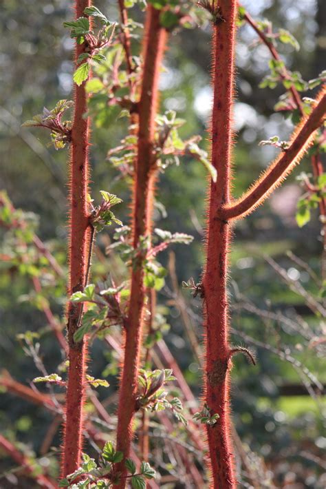 Rubus Phoenicolasius Pan Global Plants