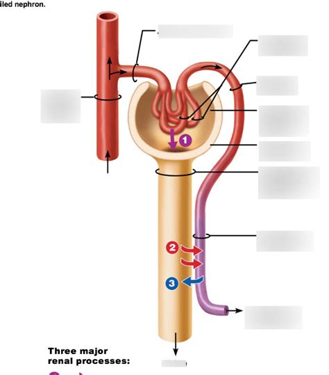 The Three Major Renal Processes Diagram Quizlet