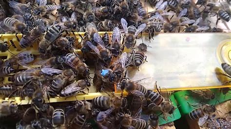 Bees Accept New Queen Przyjęcie Nowej Królowej Przez Pszczoły Youtube