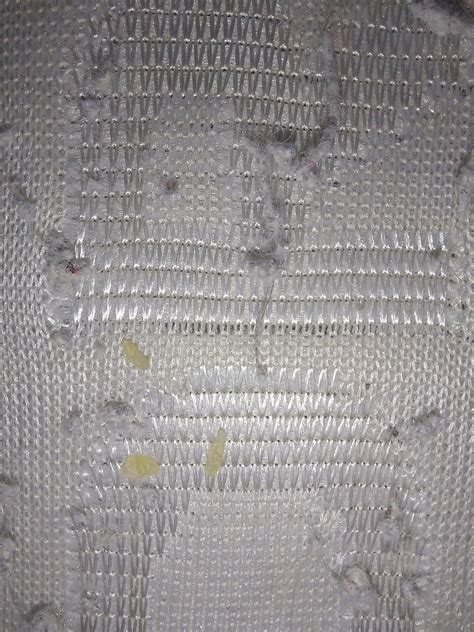 Are These Eggs Rbedbugs