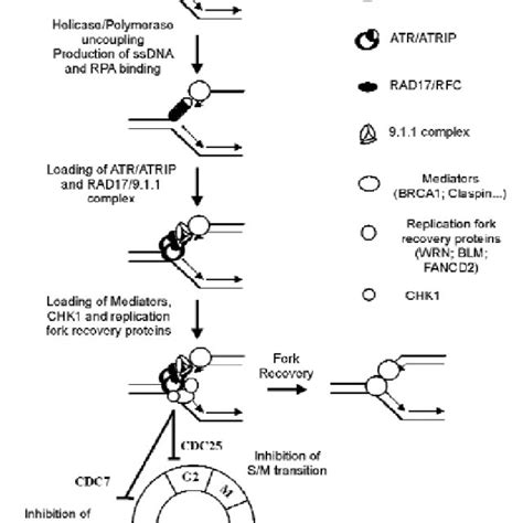 Schematic Representation Of The Replication Dependent Checkpoints