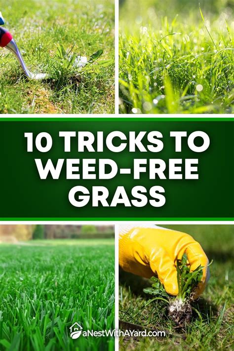 How To Get Rid Of Weeds In Grass In 2026 Artofit