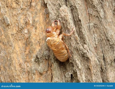Cicada Shell Thailand Stock Image 55325245