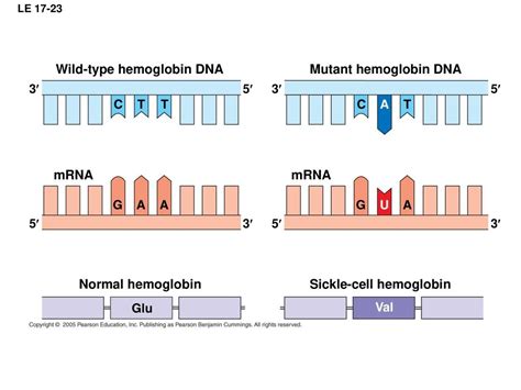 Overview The Flow Of Genetic Information Ppt Download