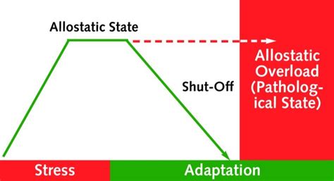 The Biology Behind Stress — Mending Playbook