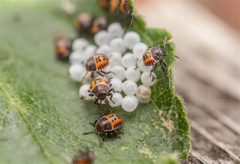 Life Cycles Of Stink Bugs