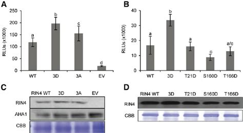 Rin4 Phosphorylation Mimics For All Three Residues Exhibit The Download Scientific Diagram