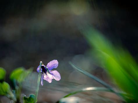 Vom Winde Verweht Impression D Pixxde Forum