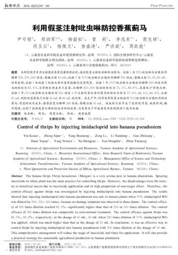 Control Of Thrips By Injecting Imidacloprid Into Banana Pseudostem
