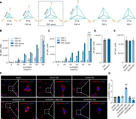 Fast And Sensitive Multivalent Spatial Pattern Recognition For Circular