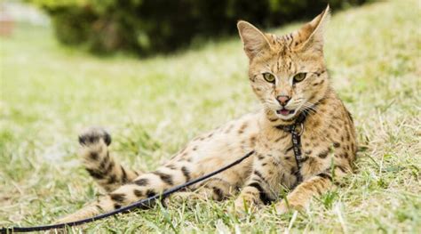 Thinking About A Savannah Maine Coon Mix Heres What You Should Know