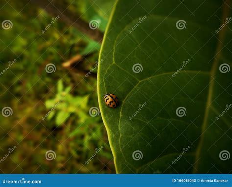 Tiny Ladybug At The Garden Stock Image Image Of Natural 166085043