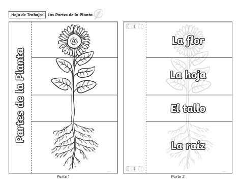 Hoja De Trabajo De Partes De La Planta