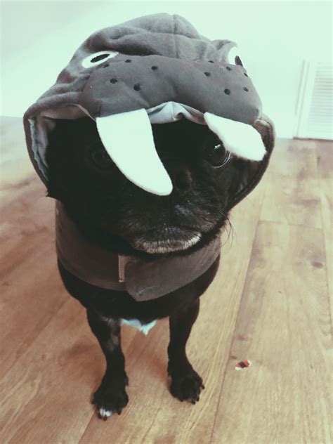 Happy Halloween From Opie The Walrus 💜 Rpugs