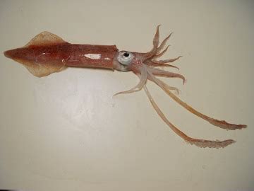 Arms Vs Tentacles Marine Science Institute The University Of Texas
