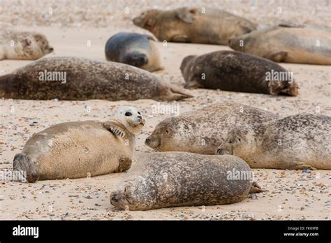 Norfolk Uk Colony Of Grey Seals Halichoerus Grypus Resting On Beach