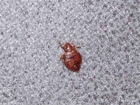 Roach Or Bed Bug R Bedbugs