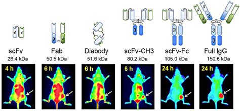 Near Infrared Fluorescence Imaging Probes Based On M13ko7 Phage