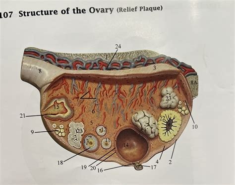Structure Of The Ovary Diagram Quizlet