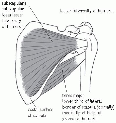 Shoulder Musculoskeletal Key Shoulder Musculoskeletal Key